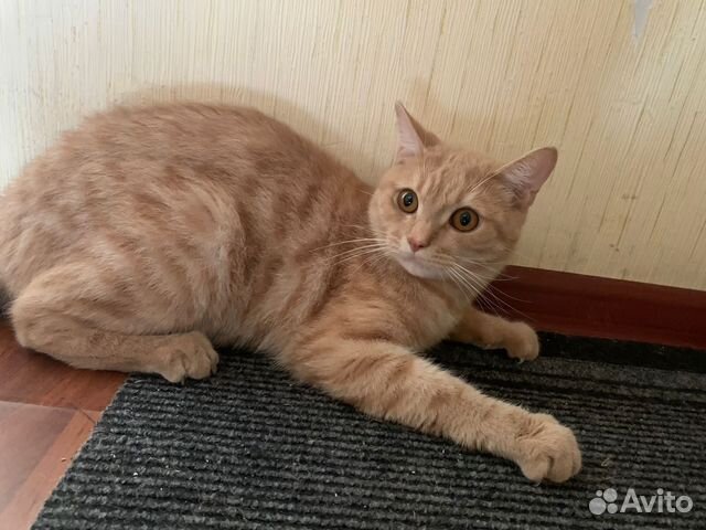 Котёнок бесплатно в добрые руки