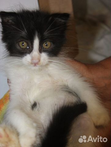 Мальчишка вислоушка