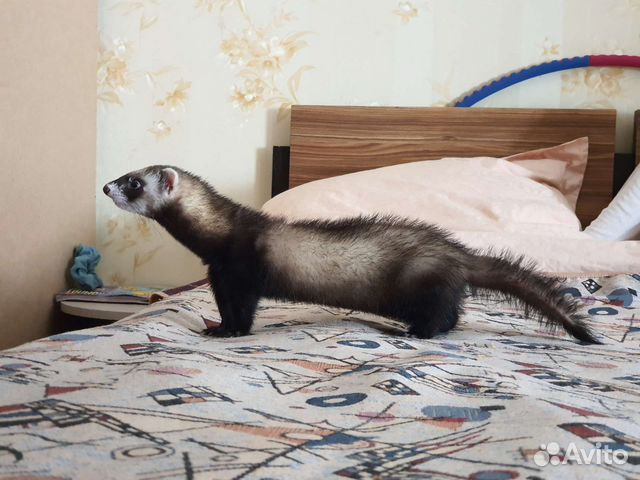 Домашний хорек