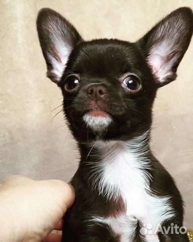 Шоколадочка Энерджи )