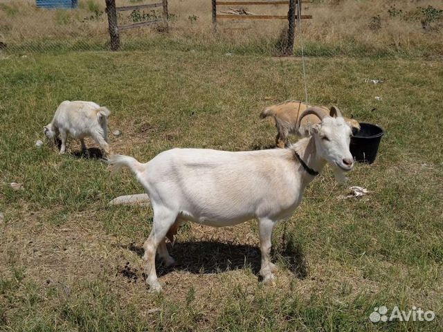 Коза дойная пароды Ламонча