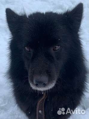 Распробовала ласку. Собака Агата