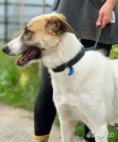 Годовалая Скарлетт не выживет в клетке
