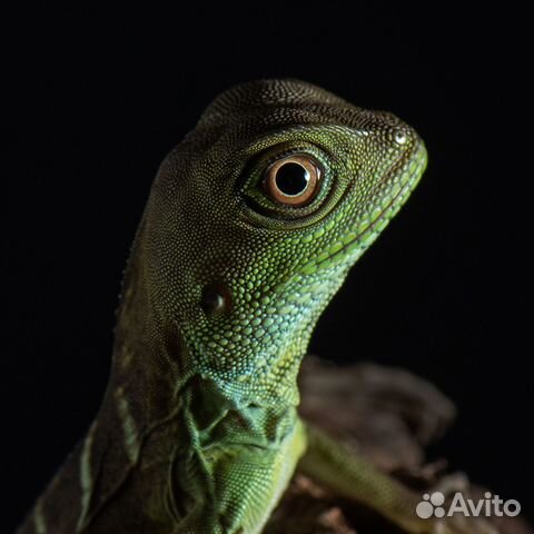 Водяная агама (physignathus cocincinus)