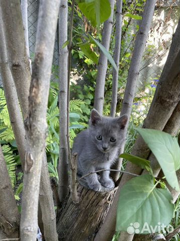 Котята бесплатно