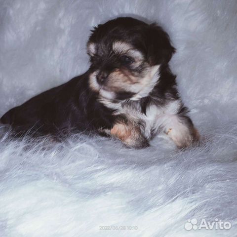 Маленькая собака