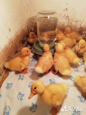 Утята суточные