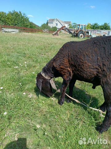 Курдючные бараны овцы