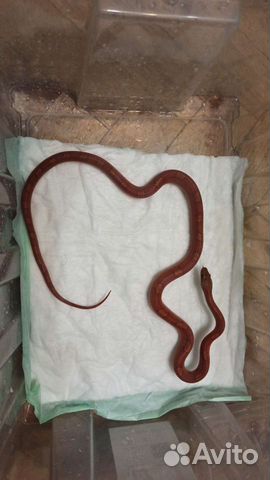 Маисовый полоз. Bloodred