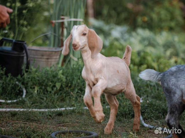 Козлик нубийский 100 доставка