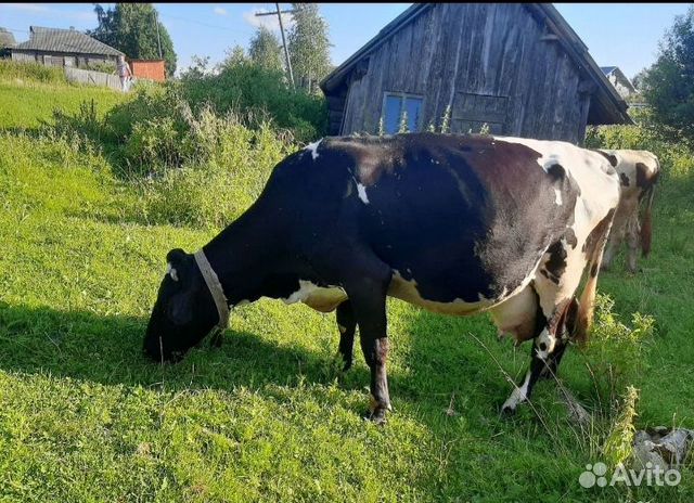 Корова дойная