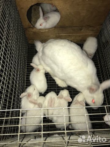 Белый Паннон