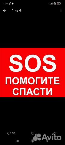 Котята отдам бесплатно