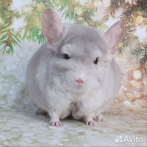 Шиншилла Сабуро