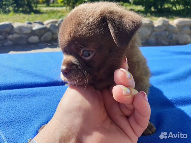 Щенки чихуахуа