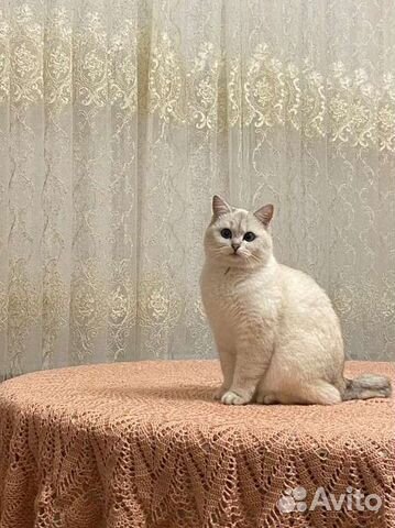 Серебристая шиншилла
