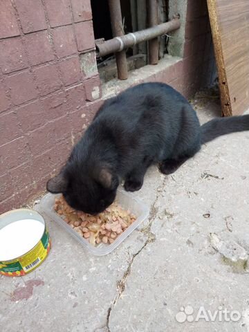 Котята в добрые руки бесплатно