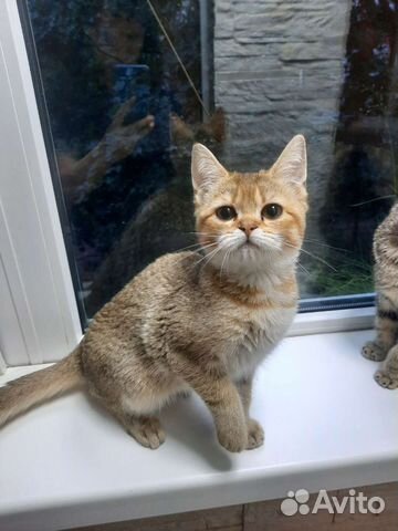 Шотландский золотой тикированный мальчик