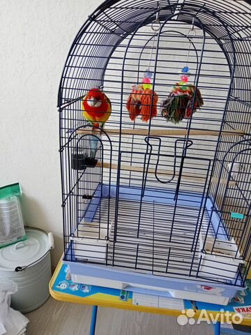 Попугай Розелла