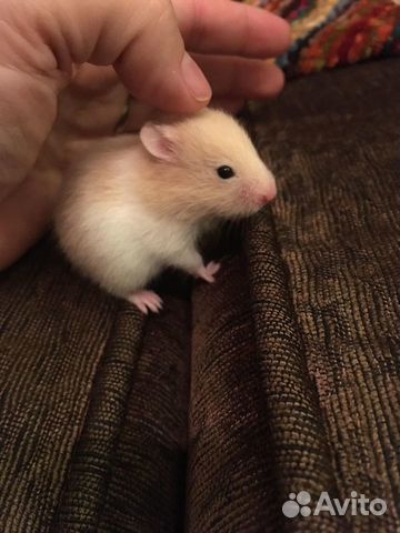 Серийские хомяки