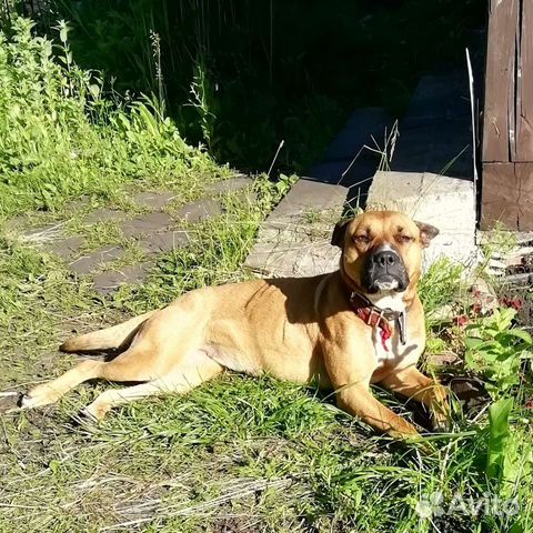 Собаки бесплатно в добрые руки