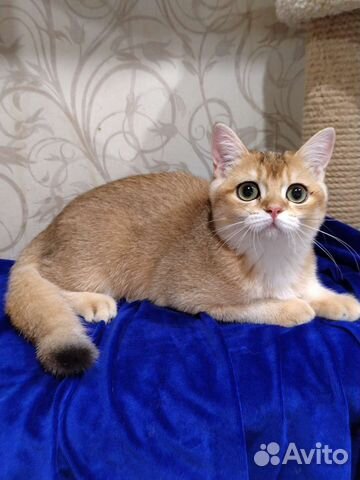 Британский золотой мальчик