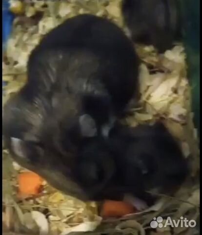 Отдам джунгарского хомяка