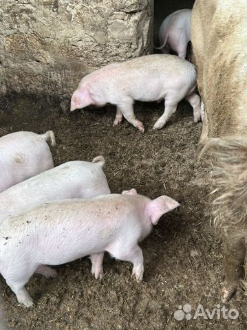 Поросята
