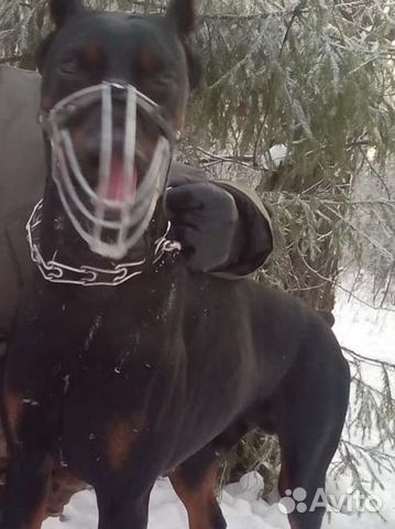 Вязка доберман