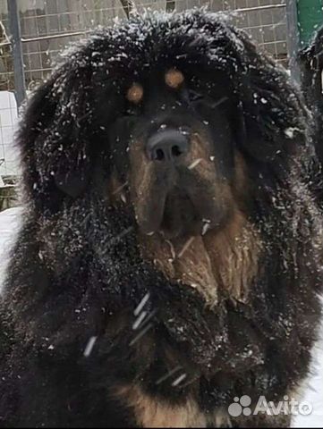 Девочка тибетского мастифа