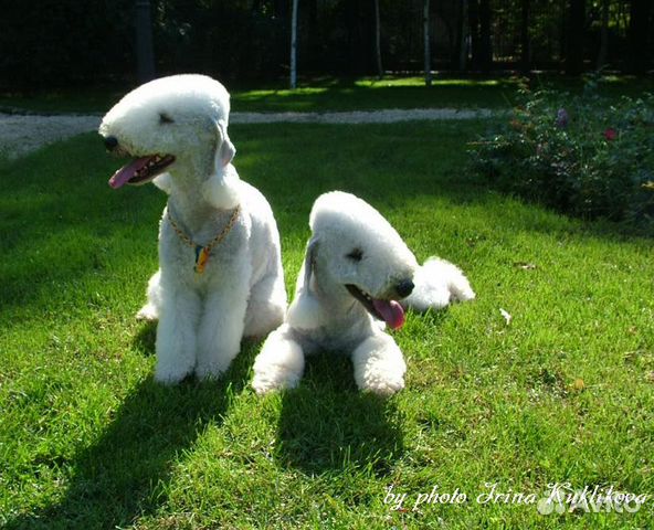 Бедлингтон-терьер