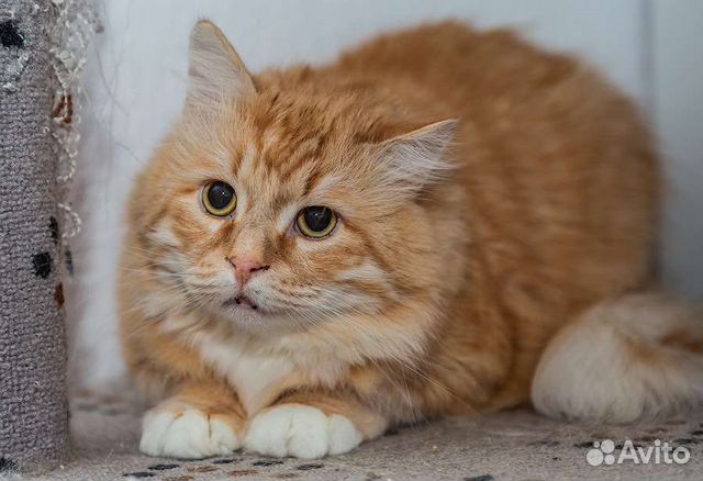 Кот в добрые руки