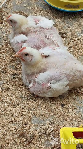 Куры бройлеры кобб 500
