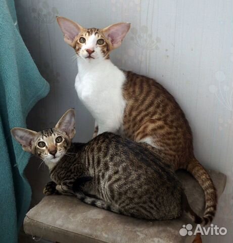 Ориентальные котята