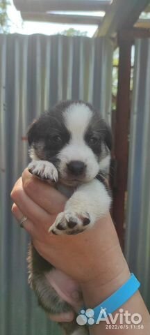 Отдам щенка Бублика в добрые руки