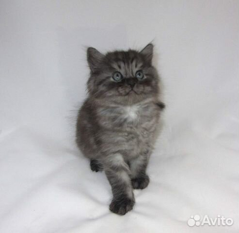 Сибирский котик Алтай