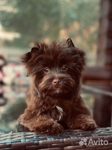 Шоколадный йорк девочка