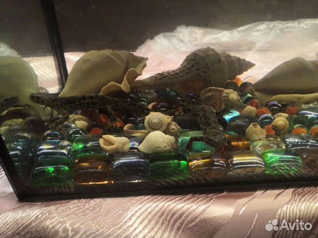 Два тритончика