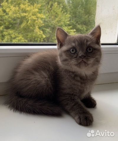 Британский котенок окрас шоколадный табби