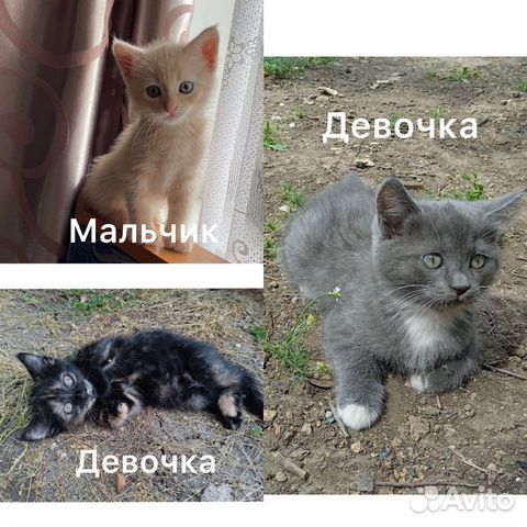 Котята в добрые руки