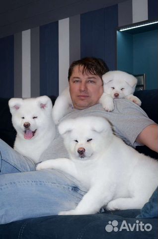 Щенки акита ину