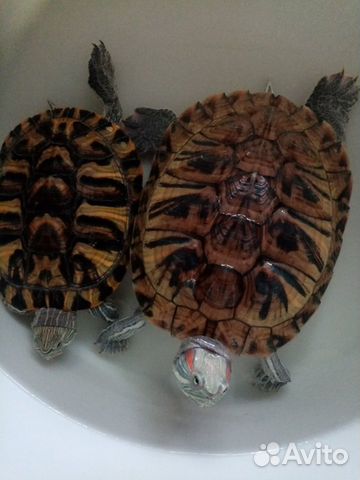 Продам водяных черепах