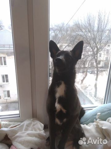 Маленький пёс в добрые руки