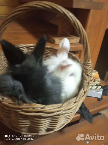 Карликовый кролик