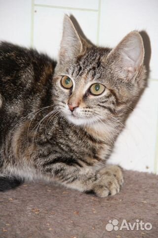 Настоящая полосатая красавица кошка