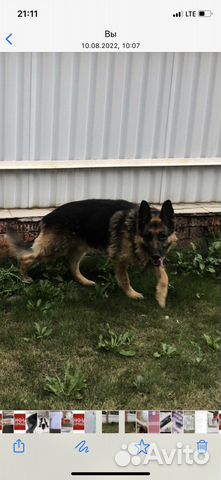 Немецкая овчарка 6 лет