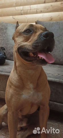 Амстафф вязка