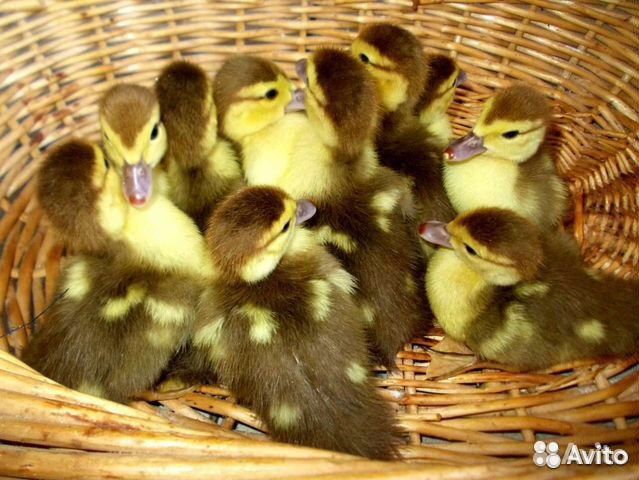 Индоутята суточные