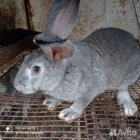 Самец 3 месяца