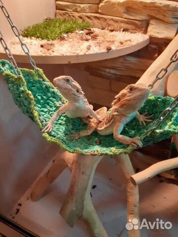 Бородатая агама